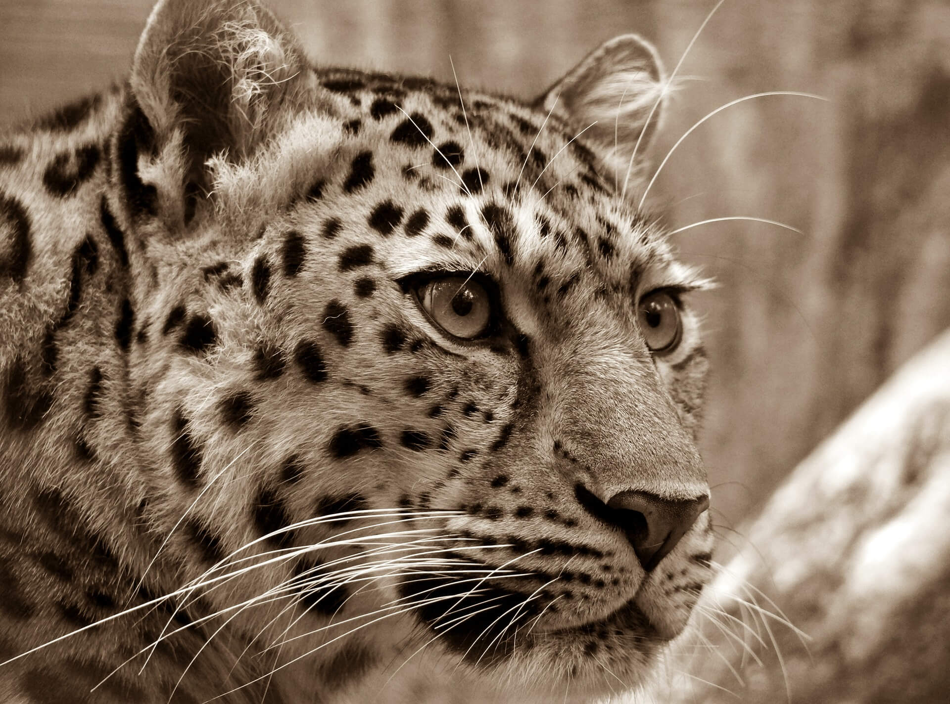 Endangered Animals: Five Fantastic Species Facing Extinction