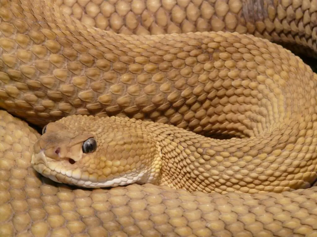 Six Amazing Adaptations That Help Animals Survive - Animals Network