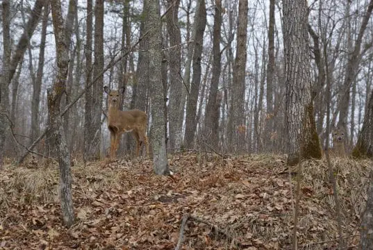 Camouflage: Hiding in Plain Sight from Predators and Prey