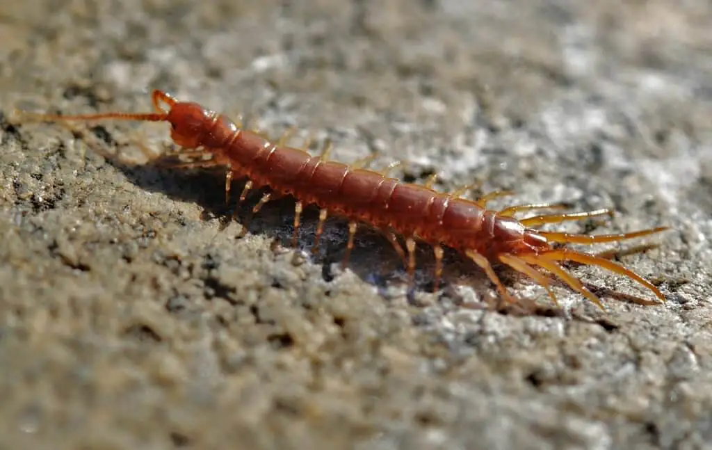 Peculiar Pets: Four Surprising Species People Keep as Pets