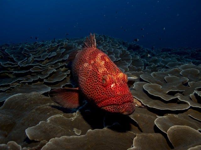 Hermaphroditic Animals: Male and Female at the Same Time
