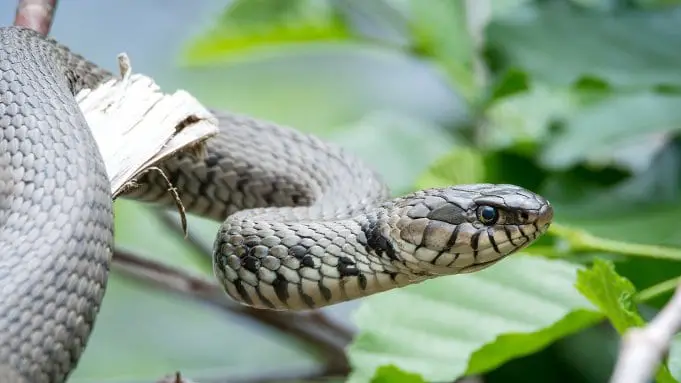 Snake Locomotion: How Do Legless Animals Move Around?