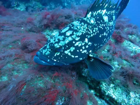 Hermaphroditic Animals: Male and Female at the Same Time