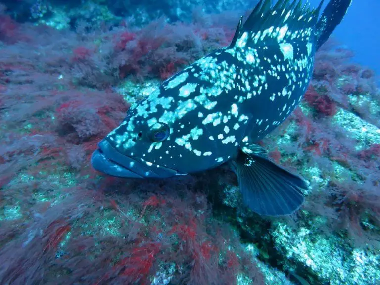 Hermaphroditic Animals: Male and Female at the Same Time