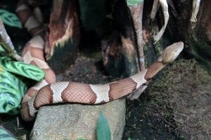 Snake Locomotion: How Do Legless Animals Move Around?