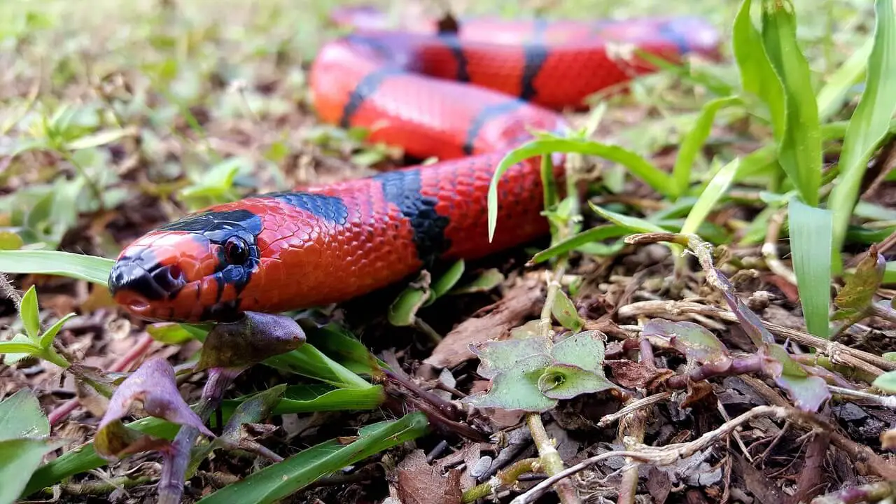 Snake Locomotion: How Do Legless Animals Move Around?