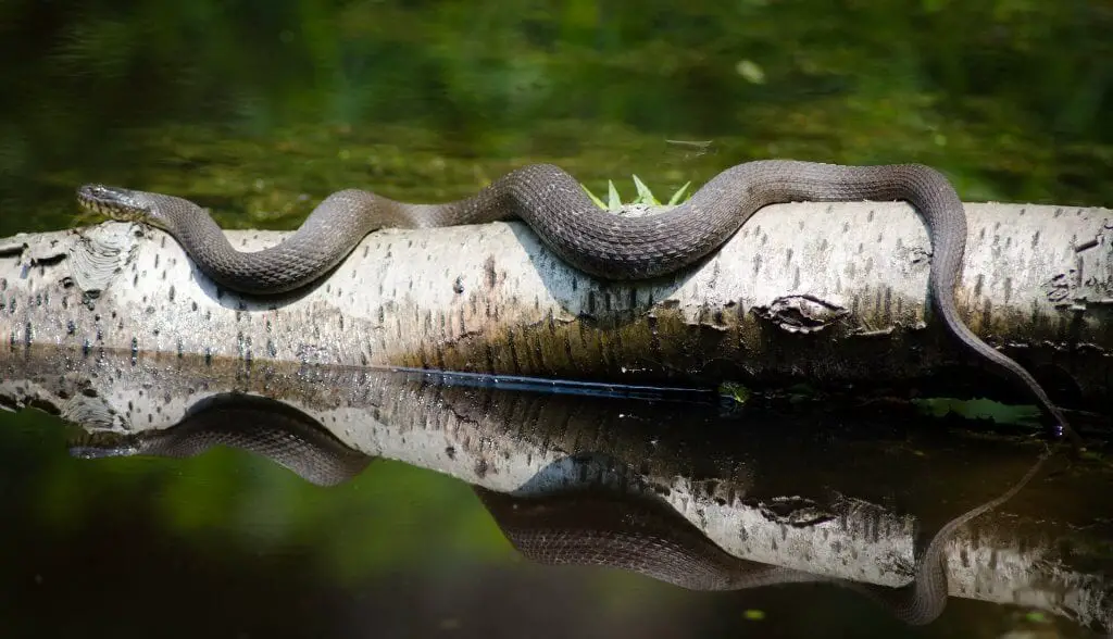 Snake Locomotion: How Do Legless Animals Move Around?