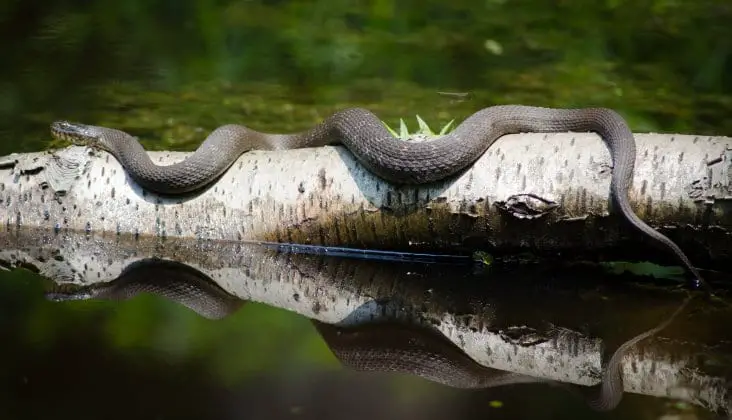Snake Locomotion: How Do Legless Animals Move Around?