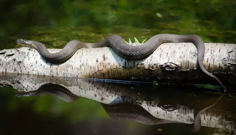 Snake Locomotion: How Do Legless Animals Move Around?