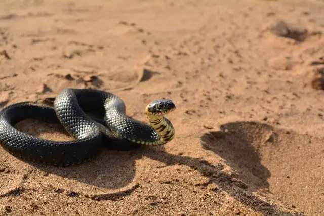 Snake Locomotion: How Do Legless Animals Move Around?