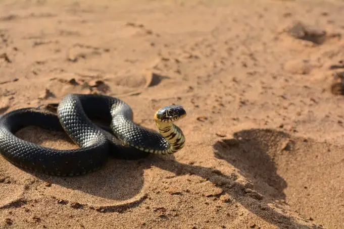 Snake Locomotion: How Do Legless Animals Move Around?