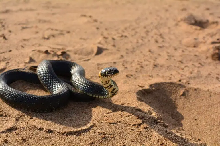 Snake Locomotion: How Do Legless Animals Move Around?