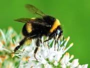 Honey Bee - Description, Habitat, Image, Diet, and Interesting Facts