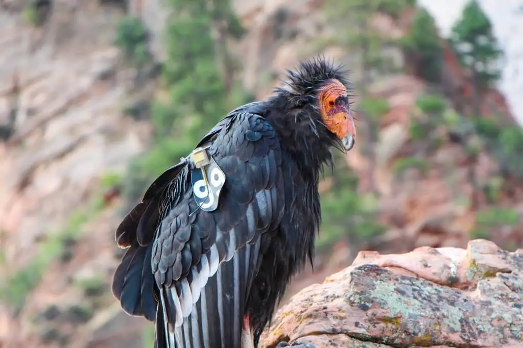 The Wildlife of Zion National Park - Animals Network