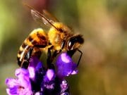 Bumblebee - Description, Habitat, Image, Diet, and Interesting Facts