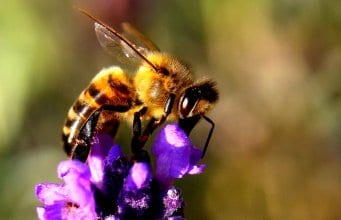 Philippine honey bee Archives - Animals Network