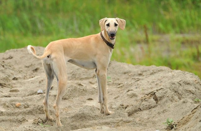 Arabian Greyhound Archives - Animals Network