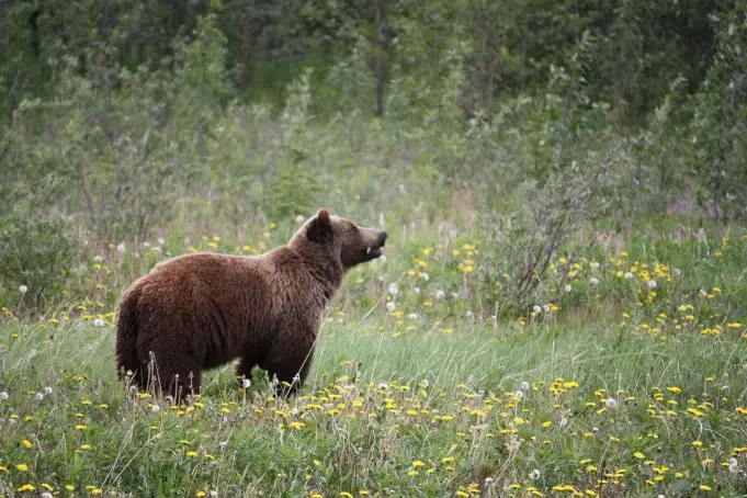 The Wildlife of Rocky Mountain National Park - Animals Network