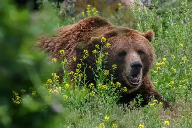 The Wildlife of Glacier National Park - Animals Network