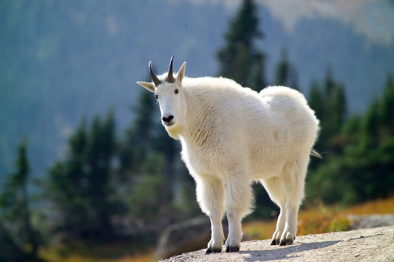 The Wildlife Of Glacier National Park Animals Network