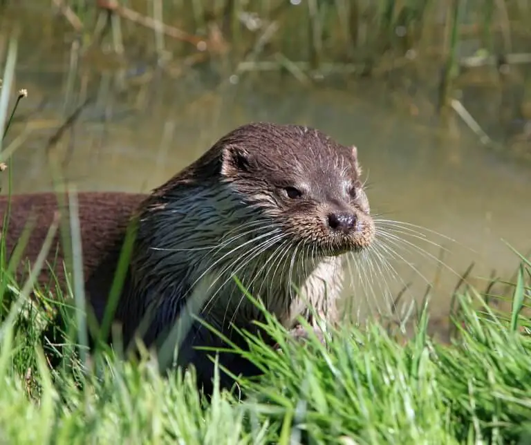 The Wildlife of Glacier National Park - Animals Network