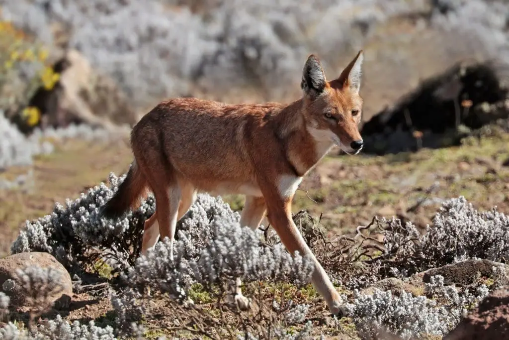 The Wildlife of Bale Mountains National Park