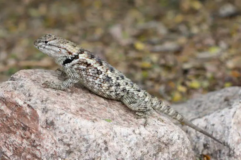 The Wildlife of Arches National Park - Animals Network