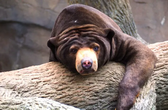 Sun Bear - Description, Habitat, Image, Diet, and Interesting Facts