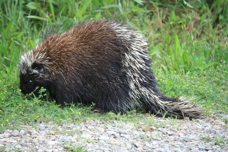 The Wildlife of Mount Rainier National Park - Animals Network