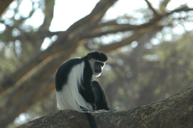 The Wildlife of Bale Mountains National Park
