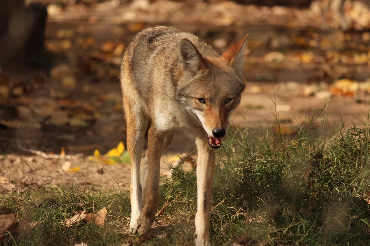 The Wildlife of Arches National Park - Animals Network