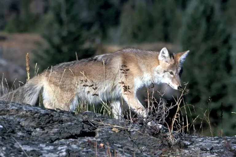 The Wildlife of Jasper National Park - Animals Network