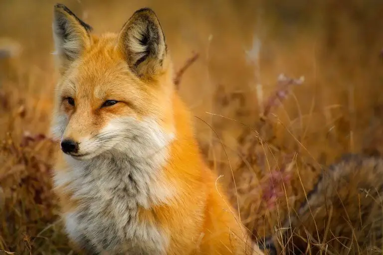 The Wildlife of Mount Rainier National Park - Animals Network
