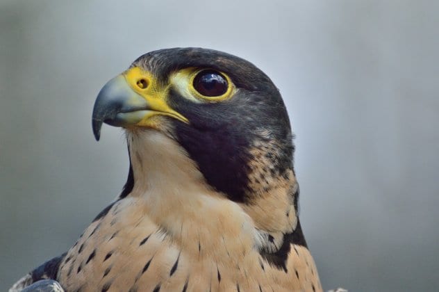 The Wildlife of Arches National Park - Animals Network