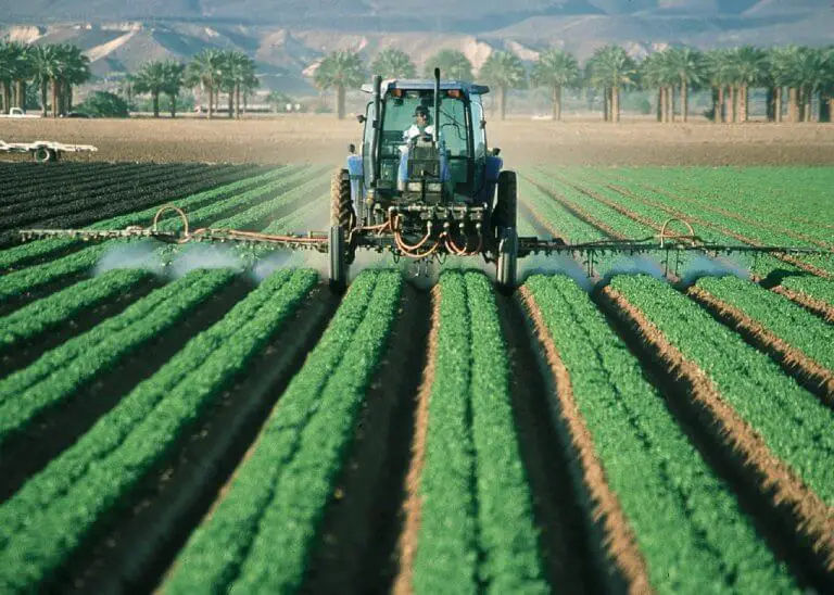 Monoculture: The Problems with Single-Species Farming