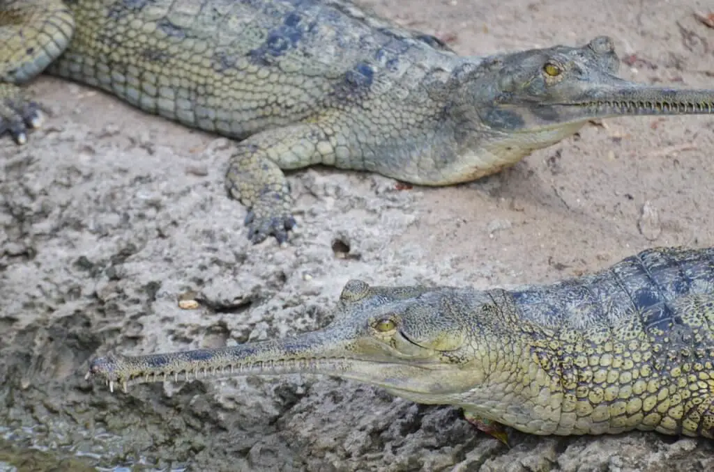 The Wildlife of Chitwan National Park - Animals Network
