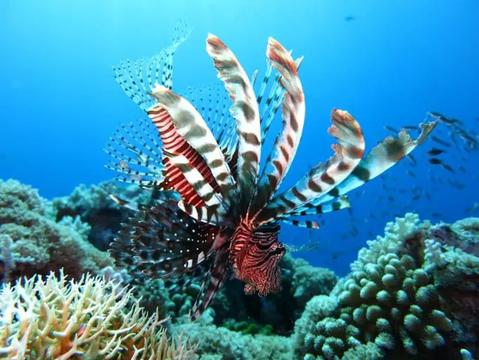 Coral Reefs in Peril: The Dangers Facing the World's Reefs