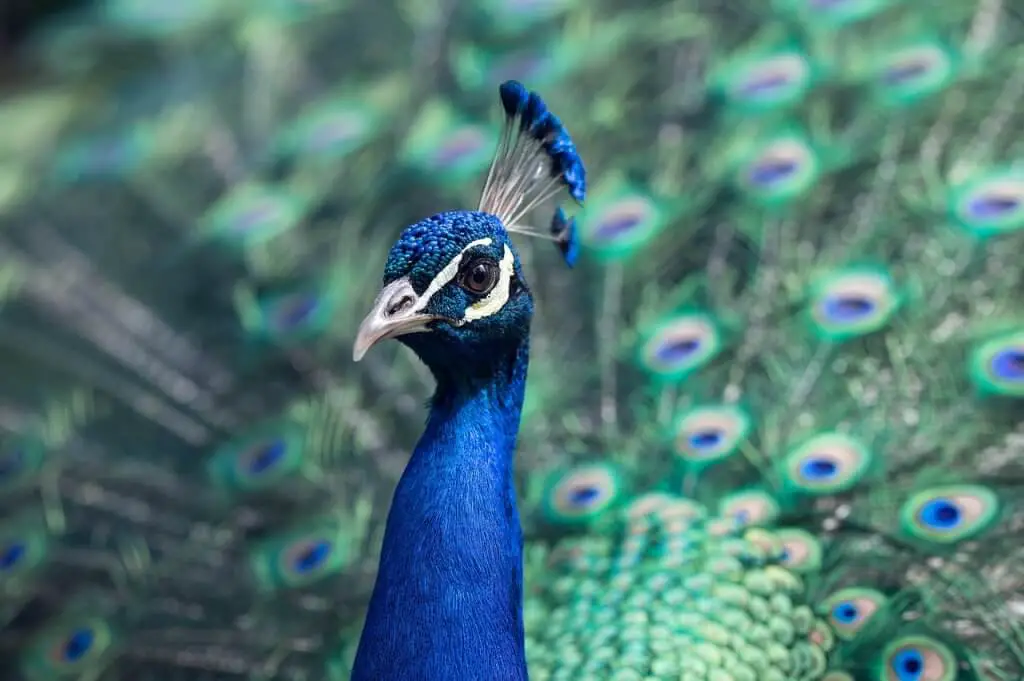 The Wildlife of Chitwan National Park - Animals Network
