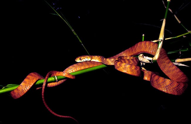 Cat Snake - Description, Habitat, Image, Diet, and Interesting Facts