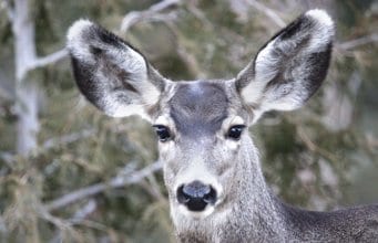 Cedros Island mule deer Archives - Animals Network