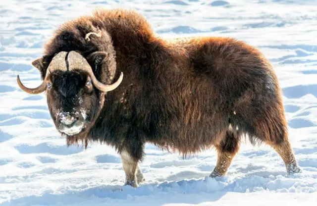 musk ox Archives - Animals Network
