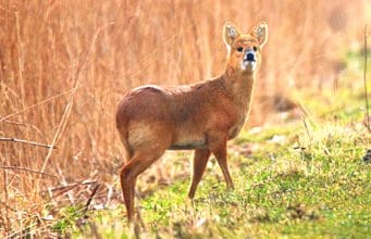 Korean Water Deer Archives - Animals Network