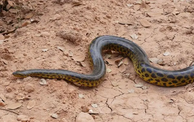 The Wildlife of Iguazu National Park - Animals Network