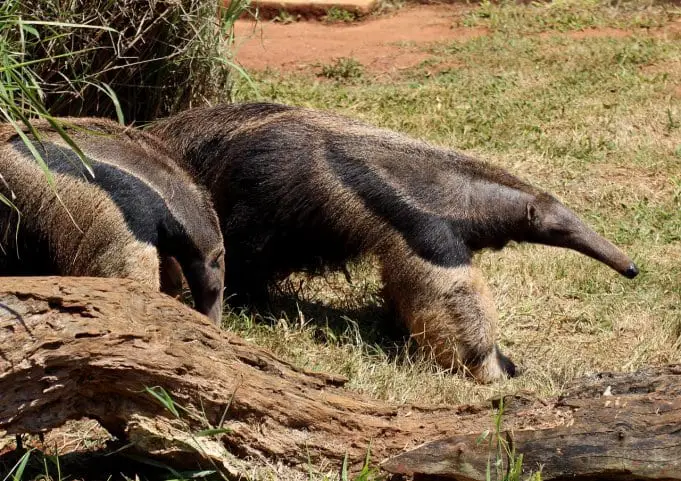 The Wildlife of Iguazu National Park - Animals Network