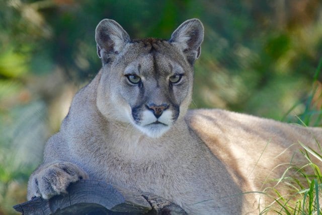 Habitat Destruction: One of the Most Pressing Threats to Wildlife