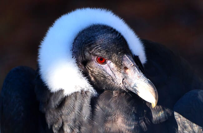Andean Condor - Description, Habitat, Image, Diet, and Interesting Facts
