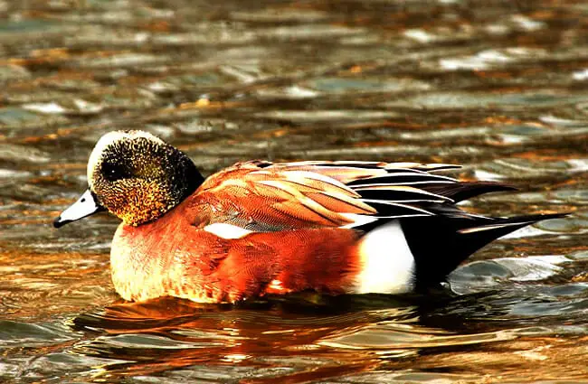 Baldpate - Description, Habitat, Image, Diet, and Interesting Facts