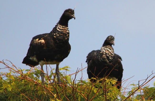 Screamer - Description, Habitat, Image, Diet, and Interesting Facts