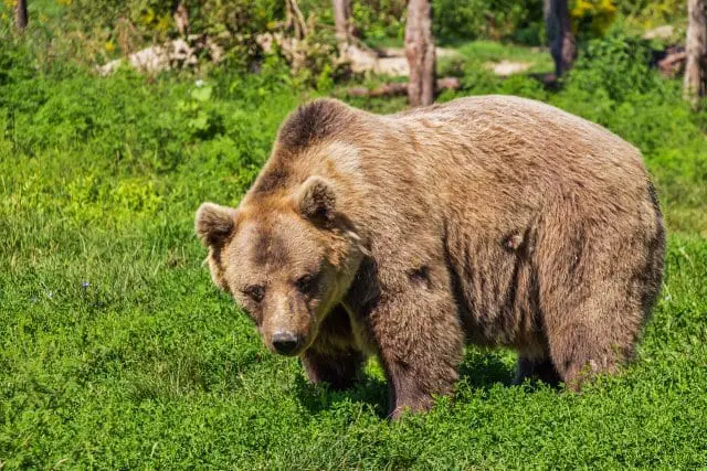 The Wildlife of Plitvice Lakes National Park - Animals Network