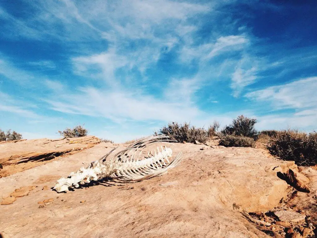 Habitat Destruction: One of the Most Pressing Threats to Wildlife